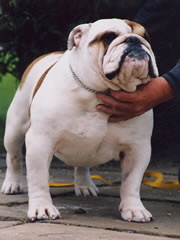 Pedigree de Roma Dyskretny Urok Burzuazji dite "Damgan" présenté par ...